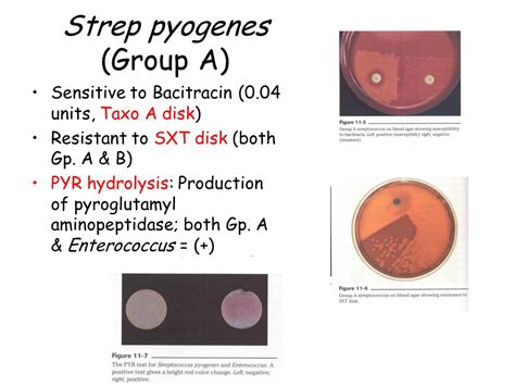 Streptococcaceae Chapter 15 Streptococcus Enterococcus And Other