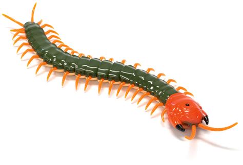Creepy Crawly Remote Control Centipede The Green Head