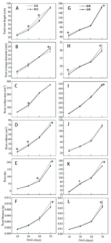 Root Morphological Indices Of Grafted Ss Ks Kk And Sk Seedlings