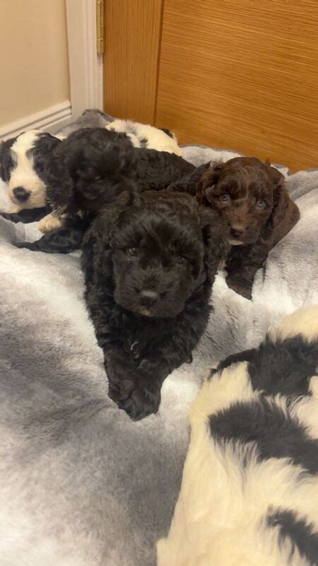 Kennel Club Registered Black Cockapoo Puppies For Sale Cockapoo Owners