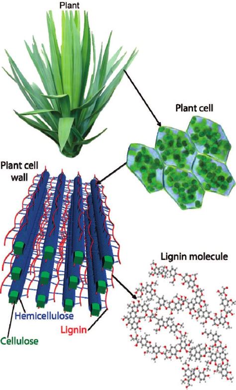 Lignin In Plants