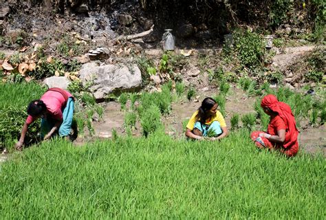 खेत रोप्न बीउ काढ्दै किसान कृषि सूचना