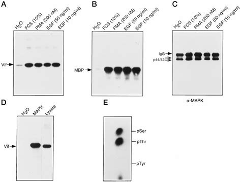 Phosphorylation Of Vif By Mapk In Vitro Kinase Assays Were Performed