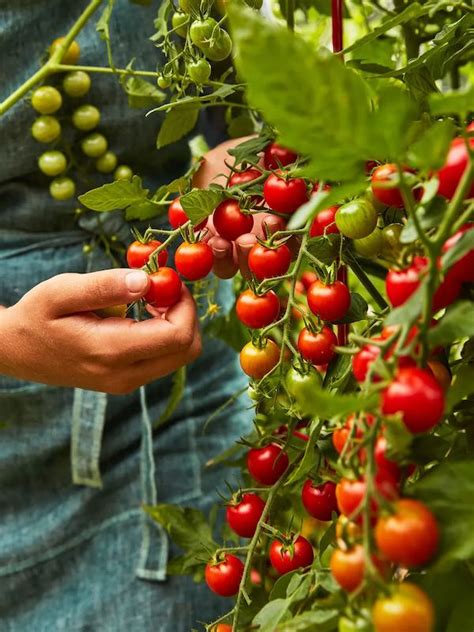 How To Grow Cherry Tomatoes At Home • The Garden Glove