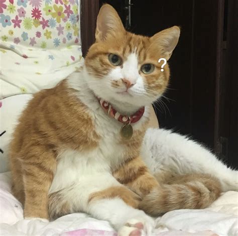 猫咪好好的突然嗓子哑了，多数因为这几个原因，猫嗓子哑了教你怎么办