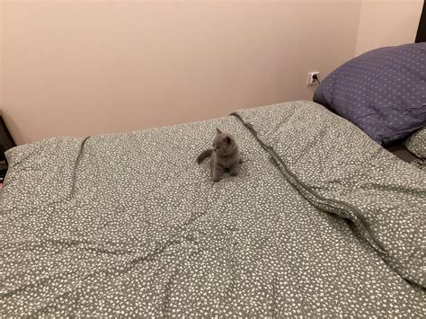 A Smoll Cat On A Big Bed R Illegallysmolcats