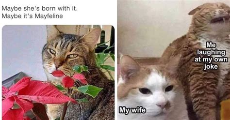 Random Refreshing Feline Memes To Reenergize Your Rebellious Streak
