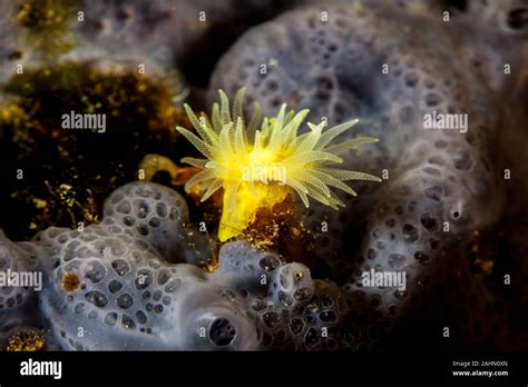 Corals Are Marine Invertebrates Within The Class Anthozoa Of The Phylum