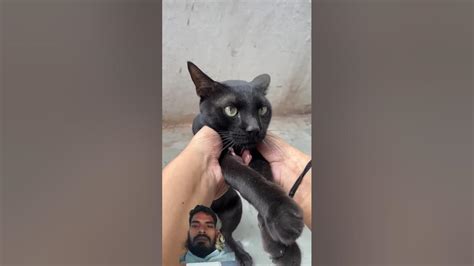 Comedycatsinging Black Catariyancartoo Youtube