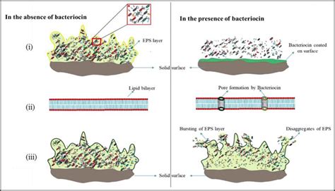 Various Strategies Of Antibiofilm Activity Of Bacteriocin I