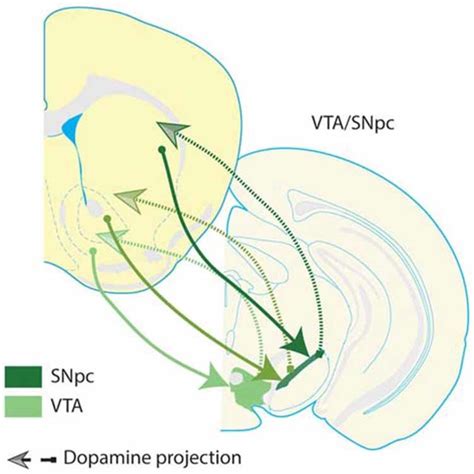 Pdf A Framework For Understanding The Emerging Role Of Corticolimbic Ventral Striatal Networks