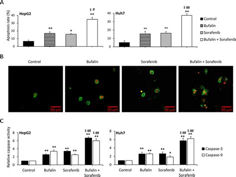 Bufalin Synergizes With Sorafenib To Induce Apoptosis In Hcc