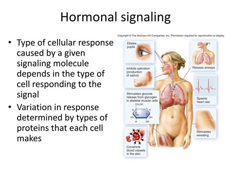 Ppt Cell Signaling Powerpoint Presentation Free Download Id2338960
