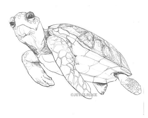 Leatherback Sea Turtle Drawing At PaintingValley Explore