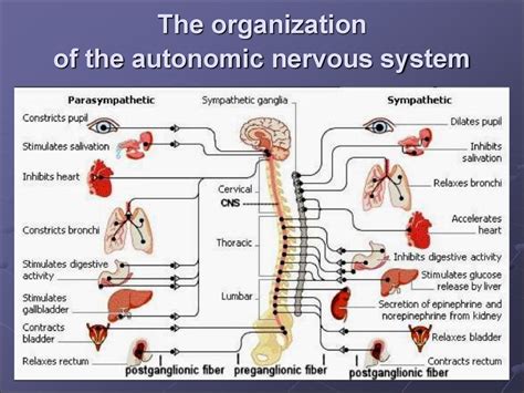 Functions Of Autonomic Nervous System презентация онлайн