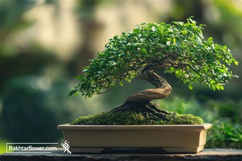 خرید بنسای انواع بونسای آپارتمانی با ارسال فوری