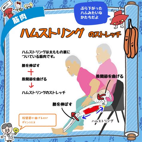 Anatomy Yogaリアル解剖学教室 ハムストリングのストレッチ