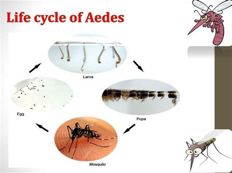 Ppt Mosquitoes Powerpoint Presentation Free Download Id 1927963