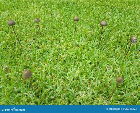 A Circle Of Mushrooms In A Lawn Grass Stock Image Image Of Lawn