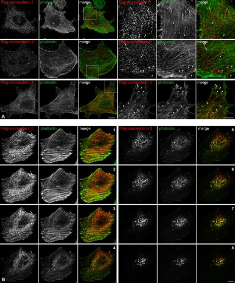 Connecdenn 3 Colocalizes With Actin A Hela Cells Were Transfected