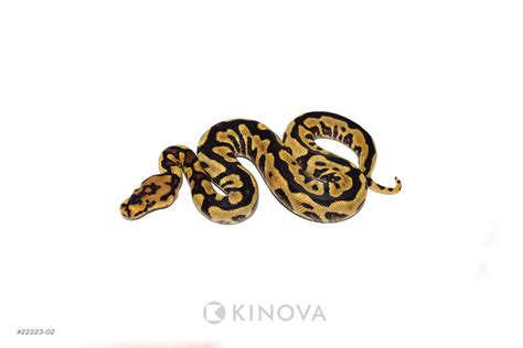 yb spotnose clown ball python by kinova morphmarket