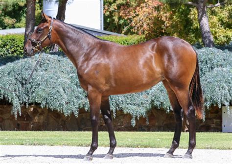 Encouraging Premier Sales For Widden Young Guns Widden Stud