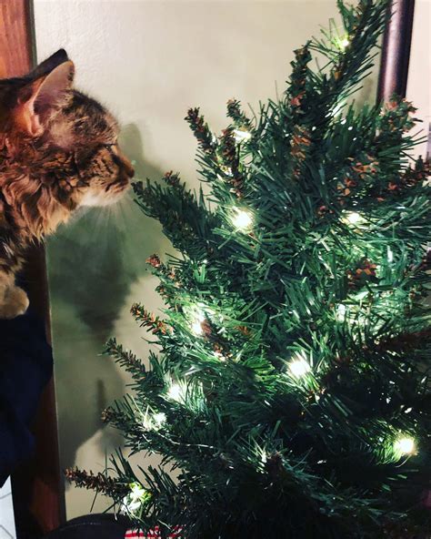 Cats Christmas Trees And The Best Commercial Ever By Kerry Purvis