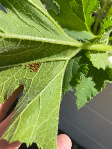 Squash Bugs How To Identify Treat And Prevent An Infestation
