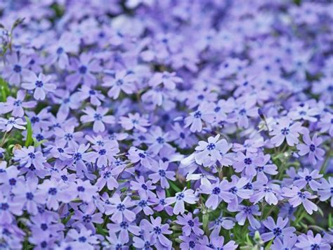Creeping Plants In Full Sun Groundcover Plants For Sunny Locations