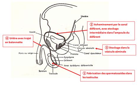 Conception Contraception Le Corps De Lhomme Et La Fertilité