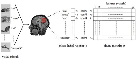 an illustration of the canonical data matrix of the fmri data used in download scientific
