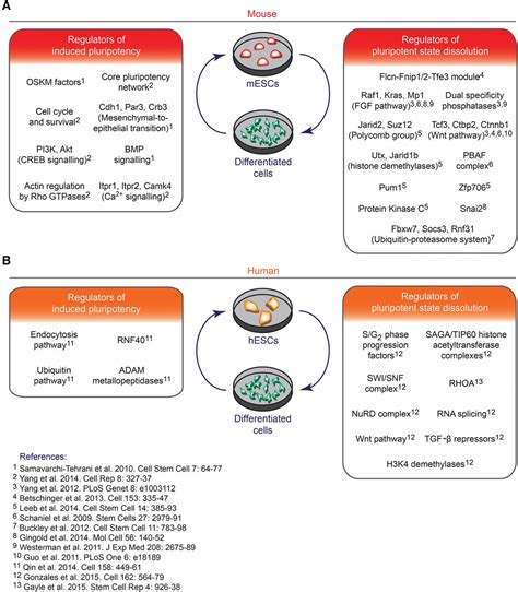 Biological Networks Governing The Acquisition Maintenance And Dissolution Of Pluripotency