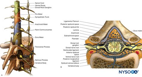 Regional Anesthesia Sagittal And Crosssectional View Of The Spinal Cord