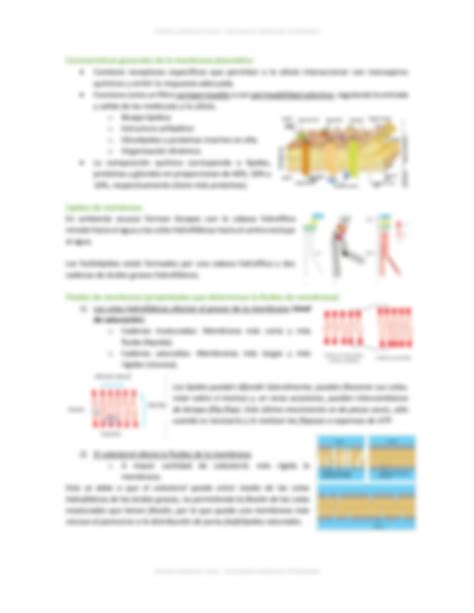SOLUTION Estructura Y Funci N De La Membrana Biologia Celular Studypool