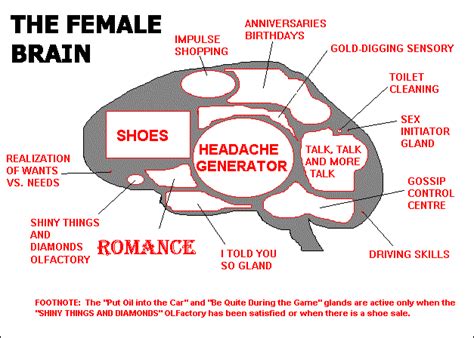 Pause At Work MRI Scan Of Male And Female Brain
