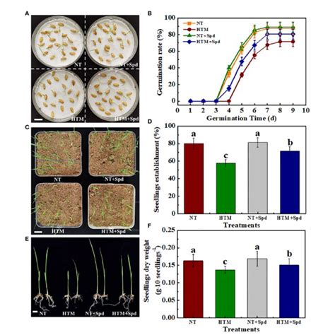Spermidine Treatment Remarkably Promoted Seed Germination And Seedling Download Scientific