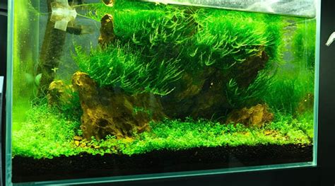 Green Dust Algae Gda A Focused Study The 2hr Aquarist