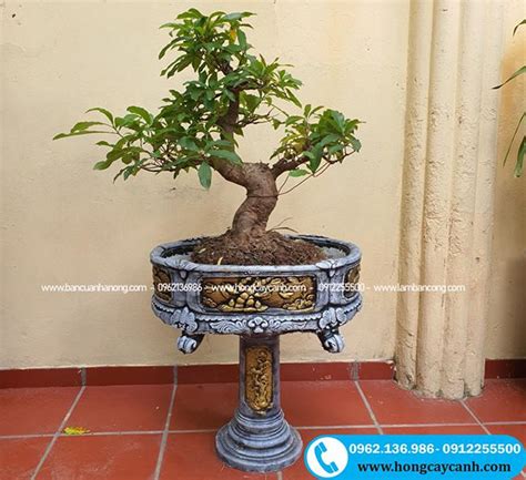 Bán Ang Xi Măng Bầu Dục 76x50x30cm Tại Hà Nội