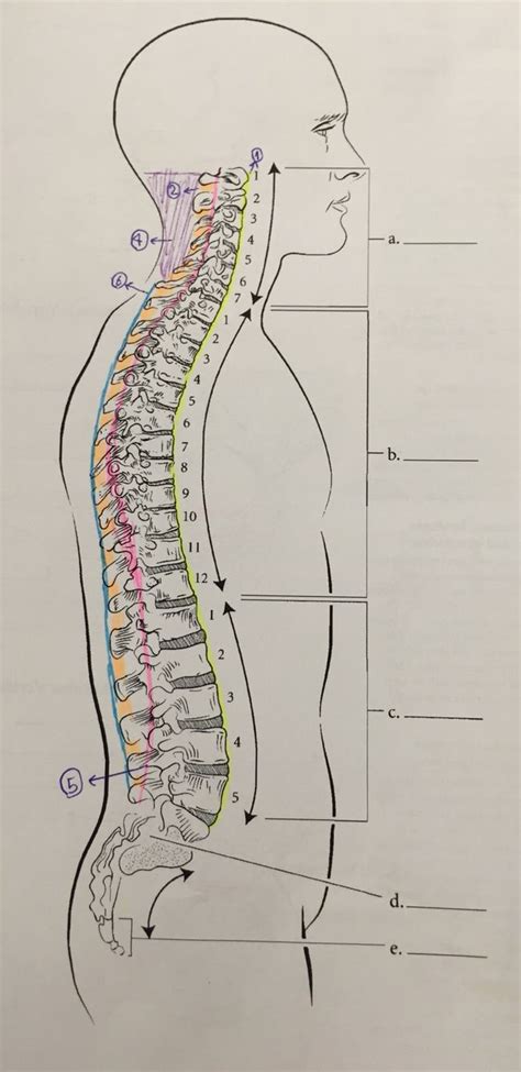 Ligaments Of Back Region 1 Anterior Longitudinal Ligament 2 Inter