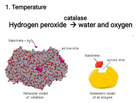 SOLUTION Factors Affecting Enzyme Activity Studypool