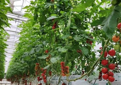 Yuhua Greenhouse Yuhua Greenhouse Anti Reflective Glass