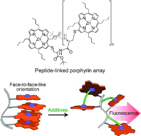 Schematic Drawing Of A Porphyrin System Composed Of The Zinc Porphyrin Download Scientific