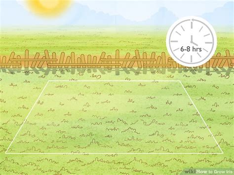 How To Grow Iris Steps With Pictures Wikihow