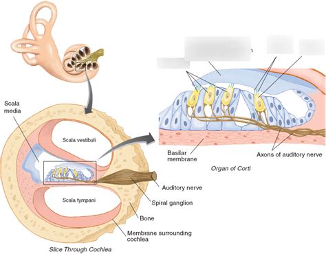Organ Of Corti Basilar Membrane
