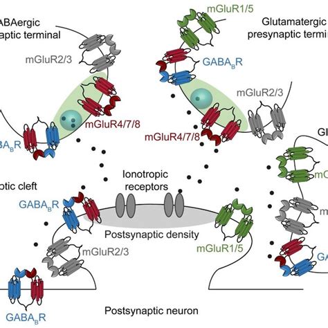 Schematic Representation Of Vesicle Docking Priming And Fusion At The