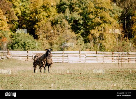 Small Herd Of Sheep In Private Agriculture Southern Breed Of Sheep In