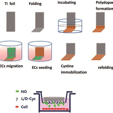 Schematic Of Ecs Migration And No Pretreatment Experiment A Ecs
