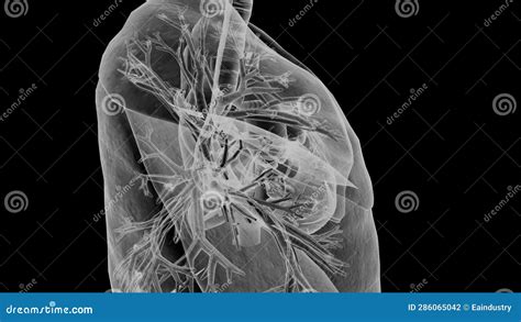 The Pericardium Is A Fibrous Sac That Encloses The Heart And Great