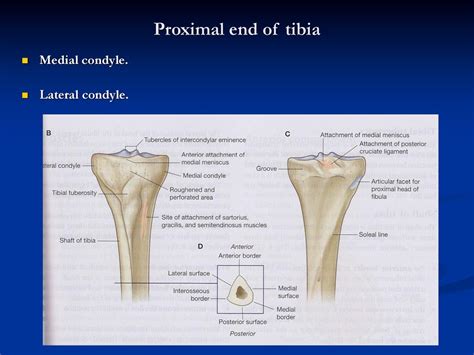 Thigh Ppt Download