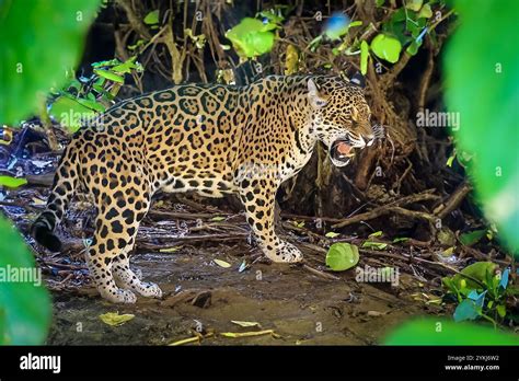 South American Jaguar Panthera Onca Tropical Feline Onça Pintada
